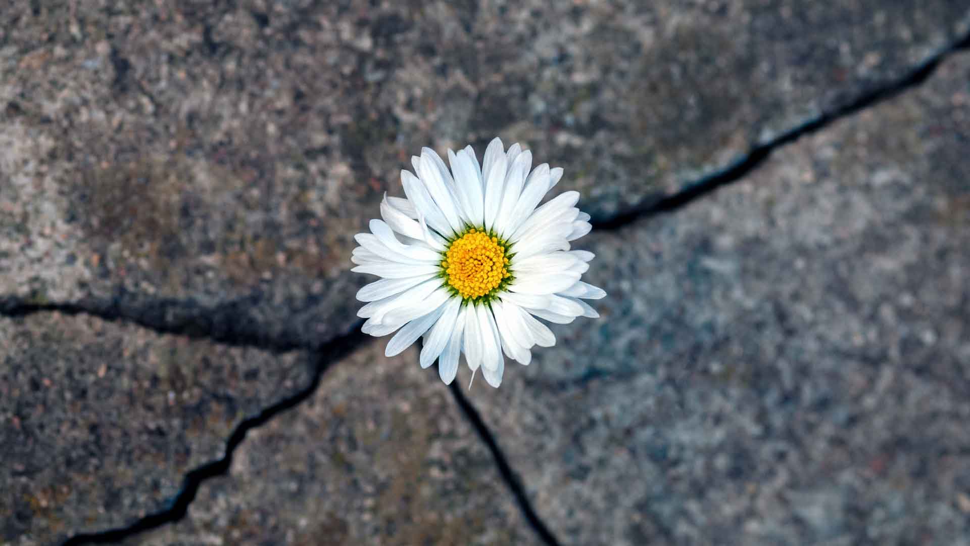 Guide to Giving and Receiving Constructive Feedback
